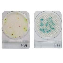 Compact Dry PA (Pseudomonas aeruginosa) - Scharlab