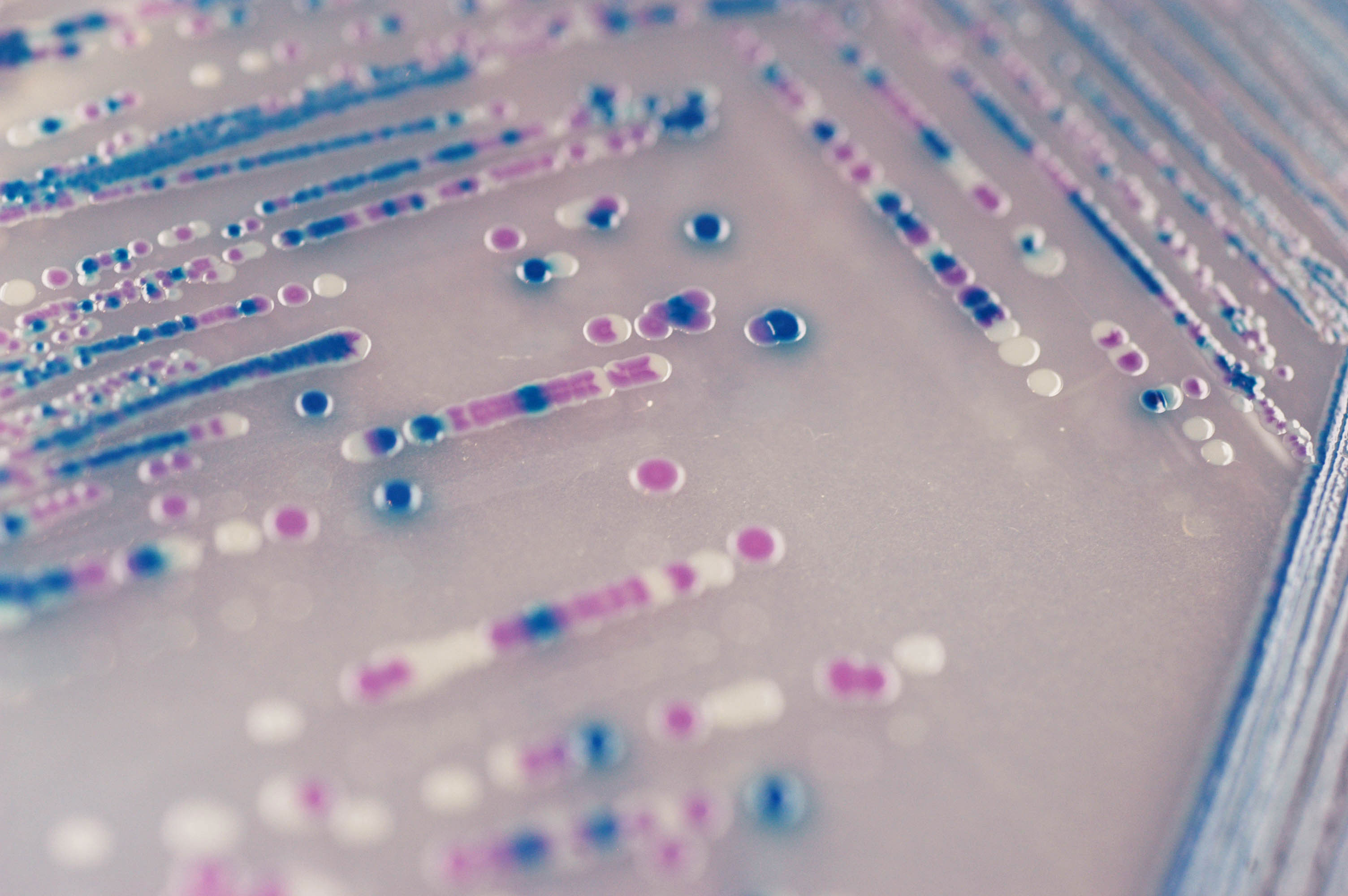 CHROMagar™ O157 - Scharlab