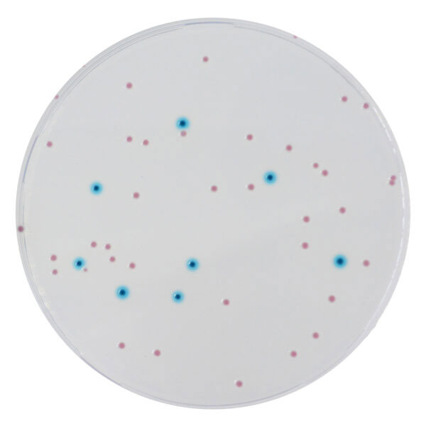 Medios cromogénicos CHROMagar™ | Scharlab