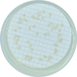 Triptona Extracto de Levadura, Agar - Scharlab