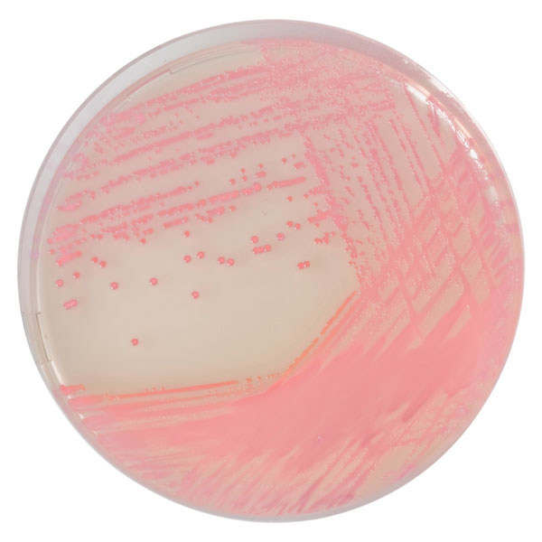 CHROMagar™ MRSA - Scharlab